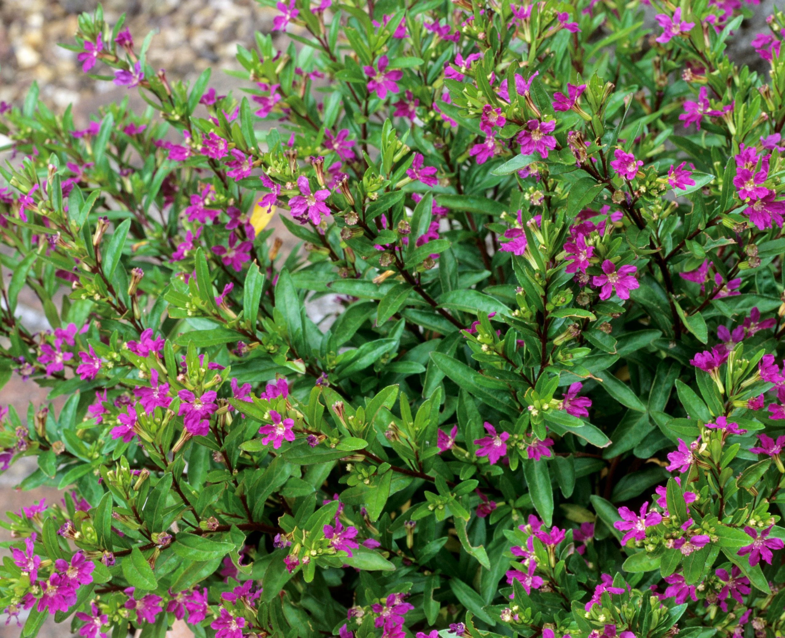 Mexican Heather 1 – Gabrielsen Fundraising